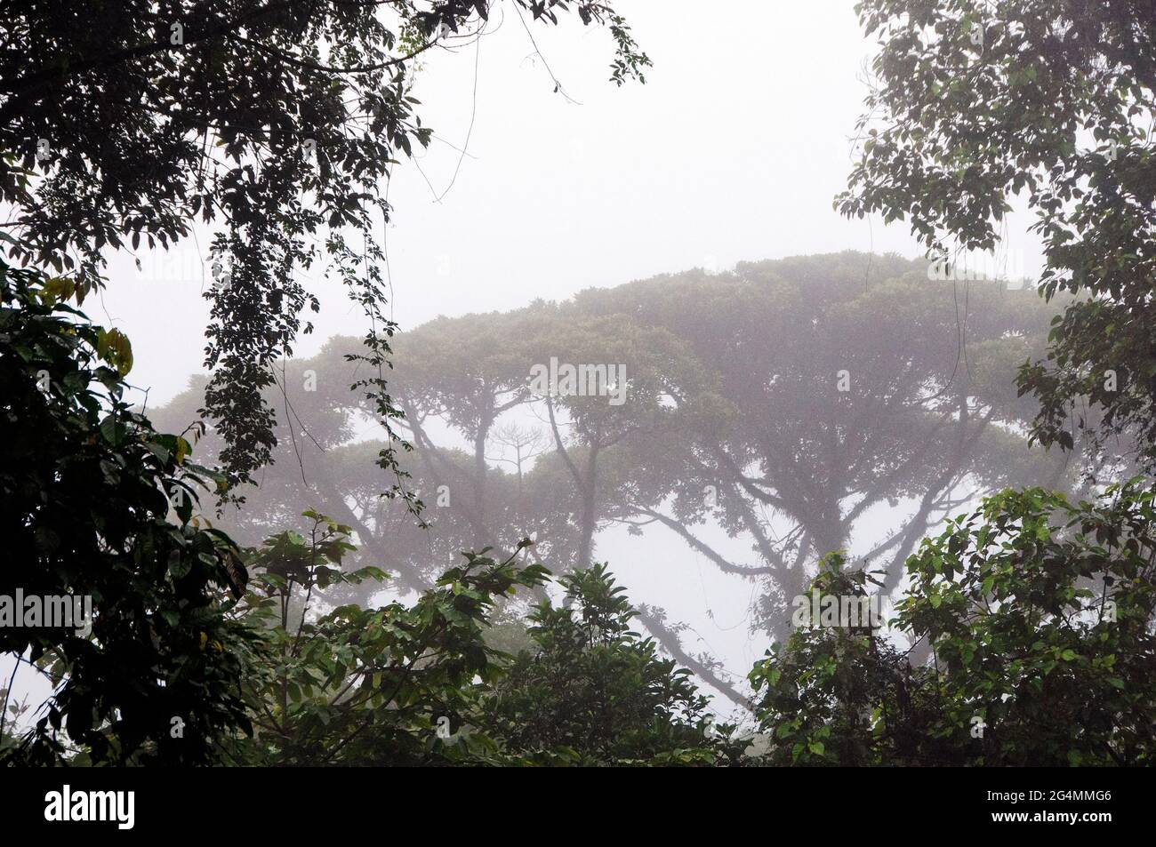 Rainforest canopy in mist in Costa Rica Stock Photo - Alamy