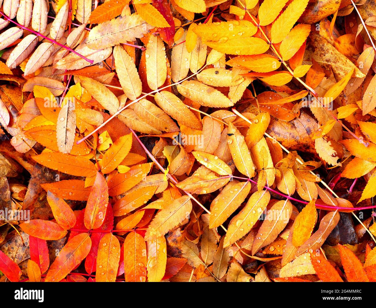 fallen rowan leaves on the ground after rain Stock Photo - Alamy