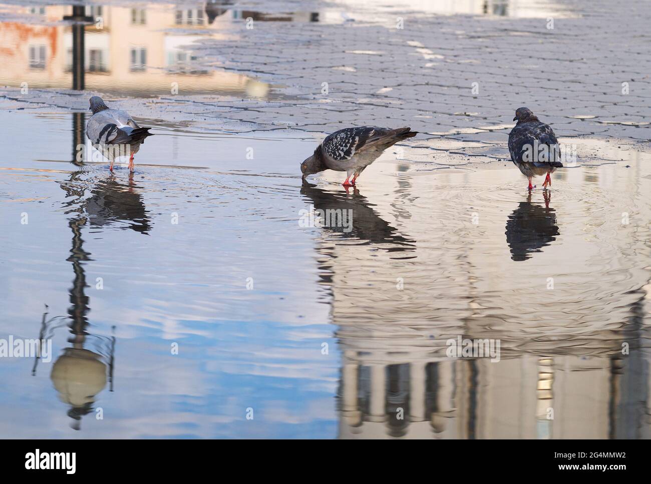 three pigeons in a puddle Stock Photo - Alamy
