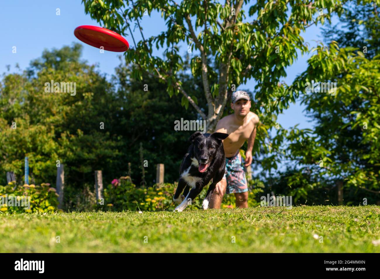 Border collie dog playing with the frisbee in a green park with trees ...