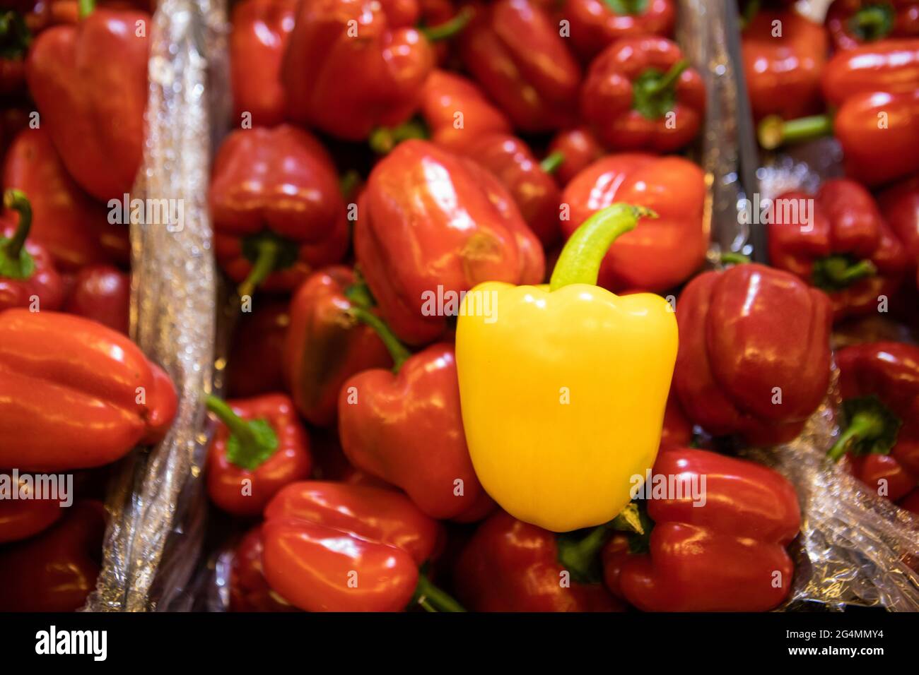 one yellow pepper in group of red peppers copy space Stock Photo - Alamy