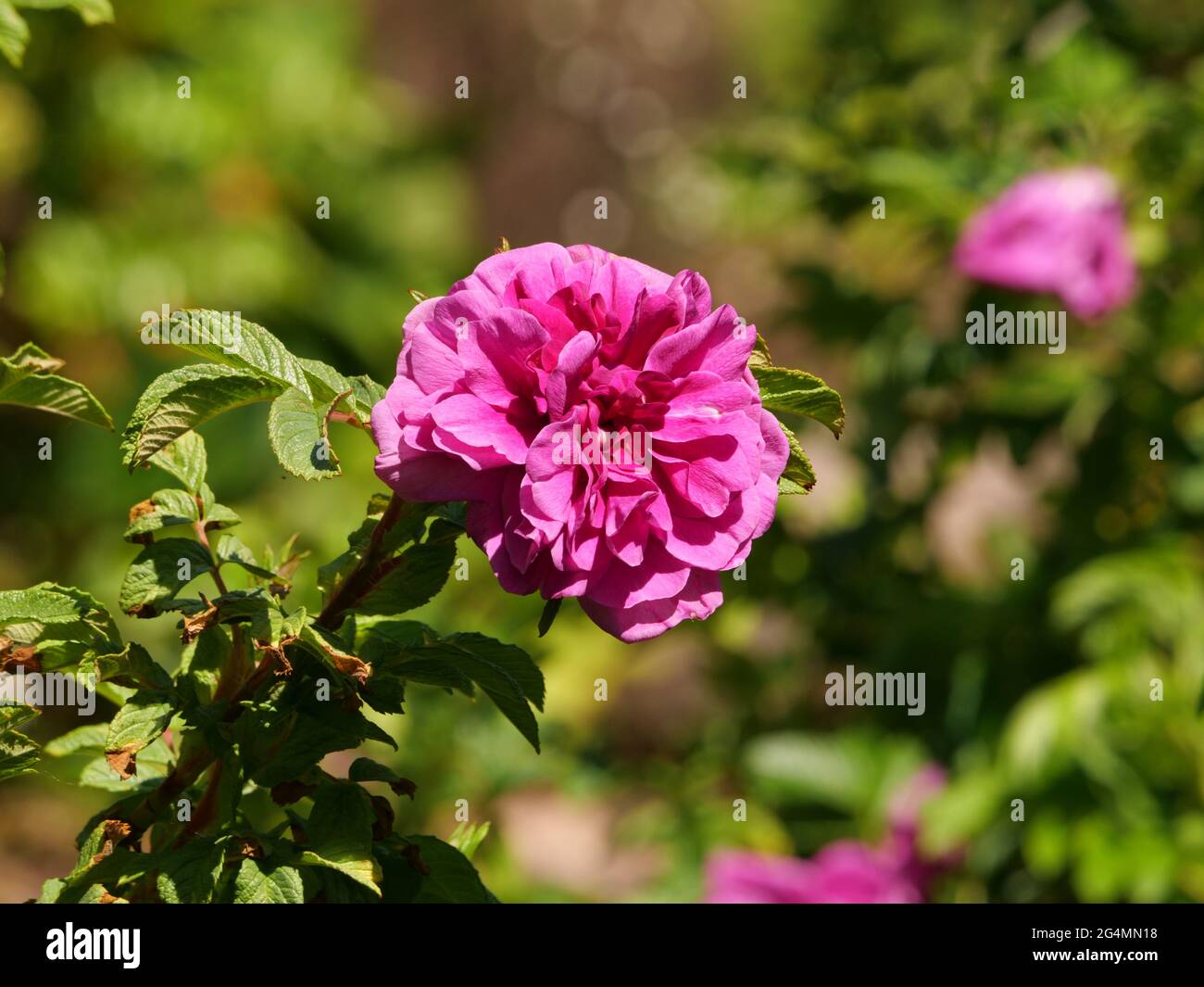 Rose hansa hi-res stock photography and images - Alamy