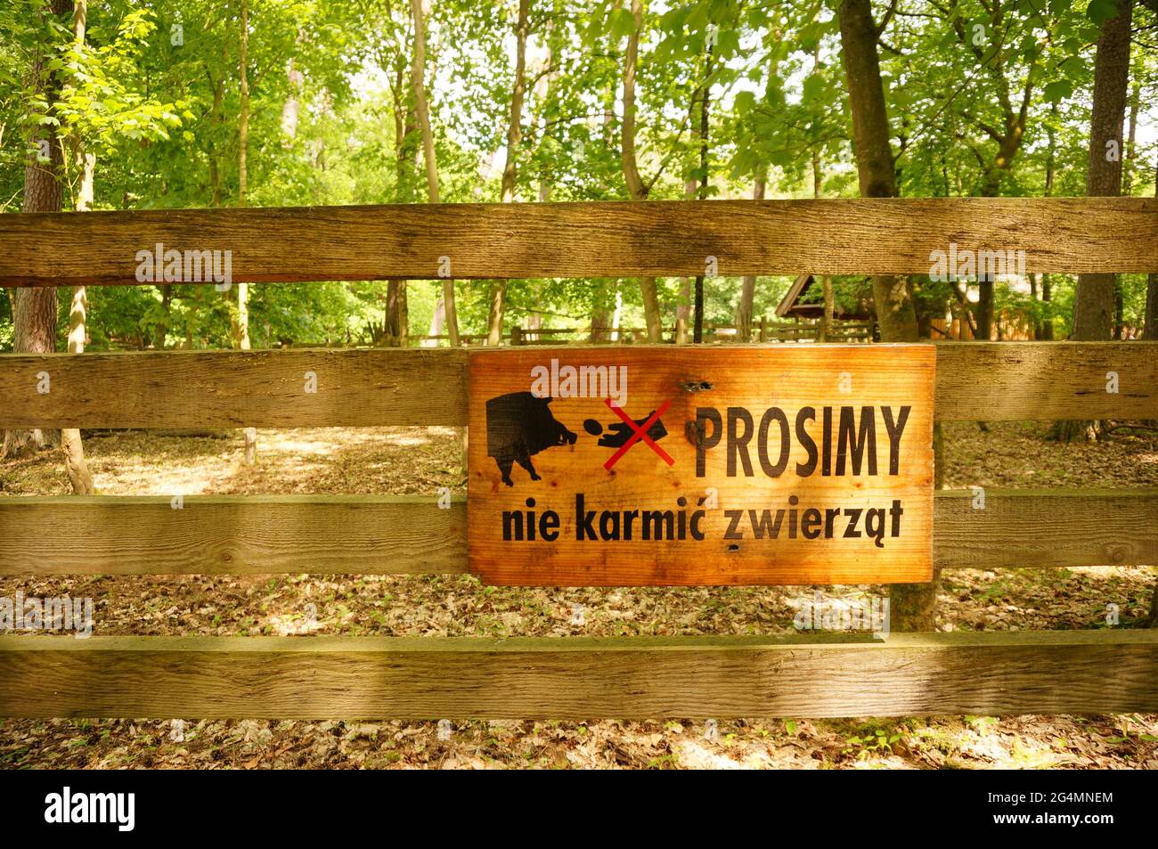 Wooden sign warning about feeding the pigs in a protected area Stock ...