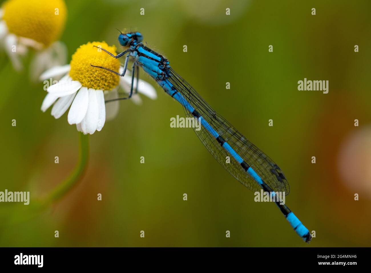 damsel fly, blue, damselflies, insects, dragonflies, Zygoptera, Odonata ...