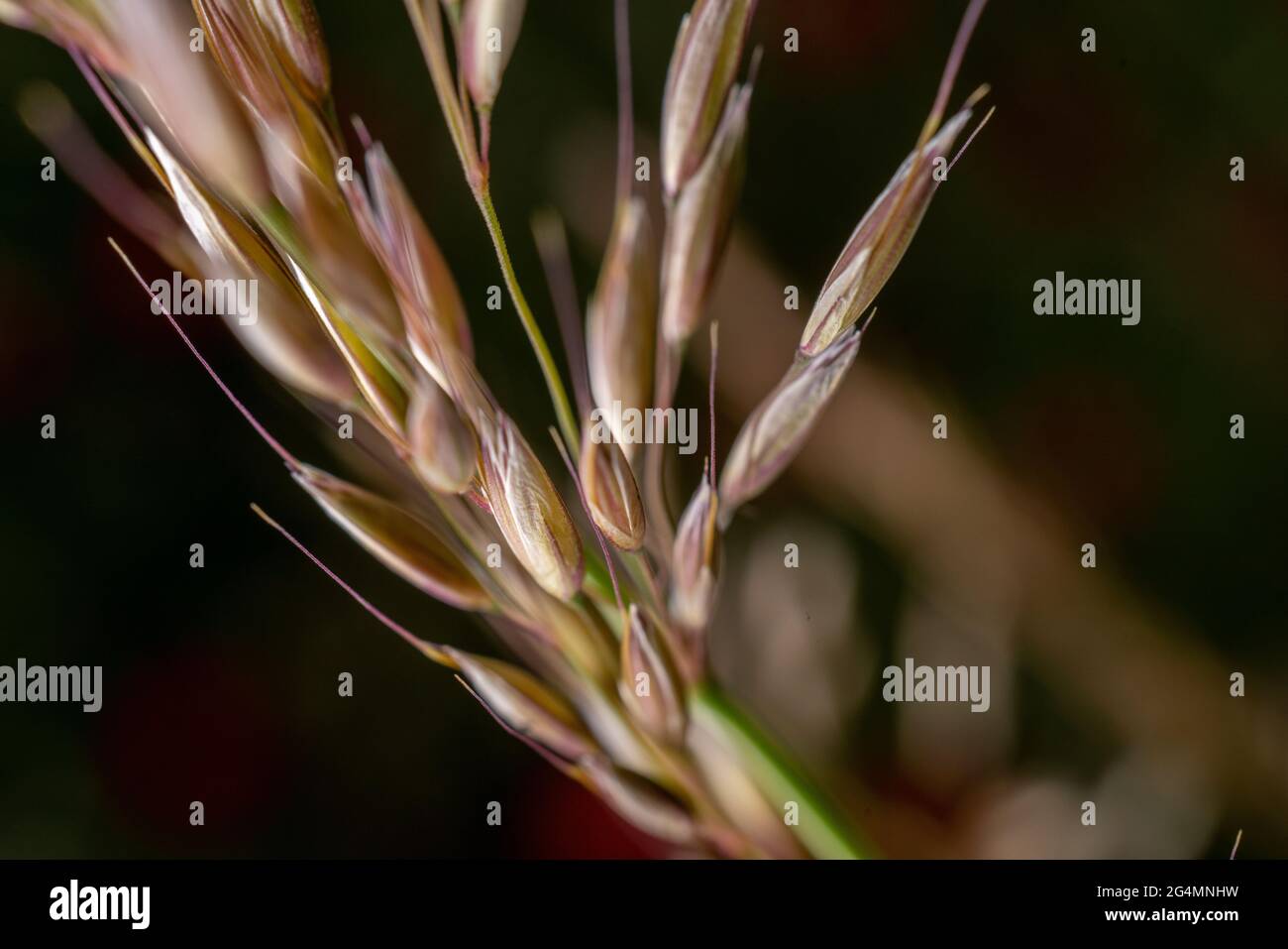 Pastures with hedge banks hi-res stock photography and images - Alamy