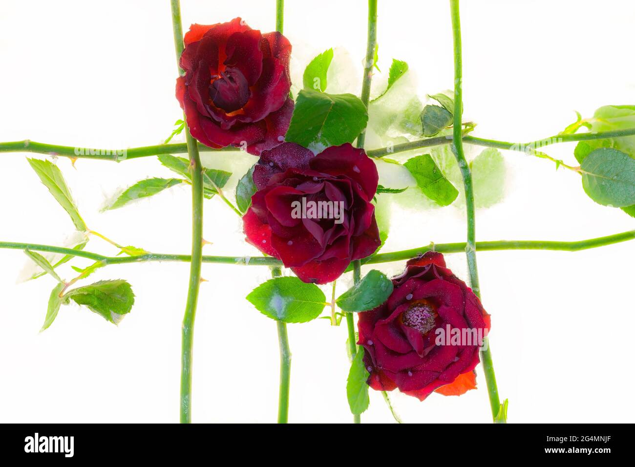 Three Red Rose display Stock Photo - Alamy