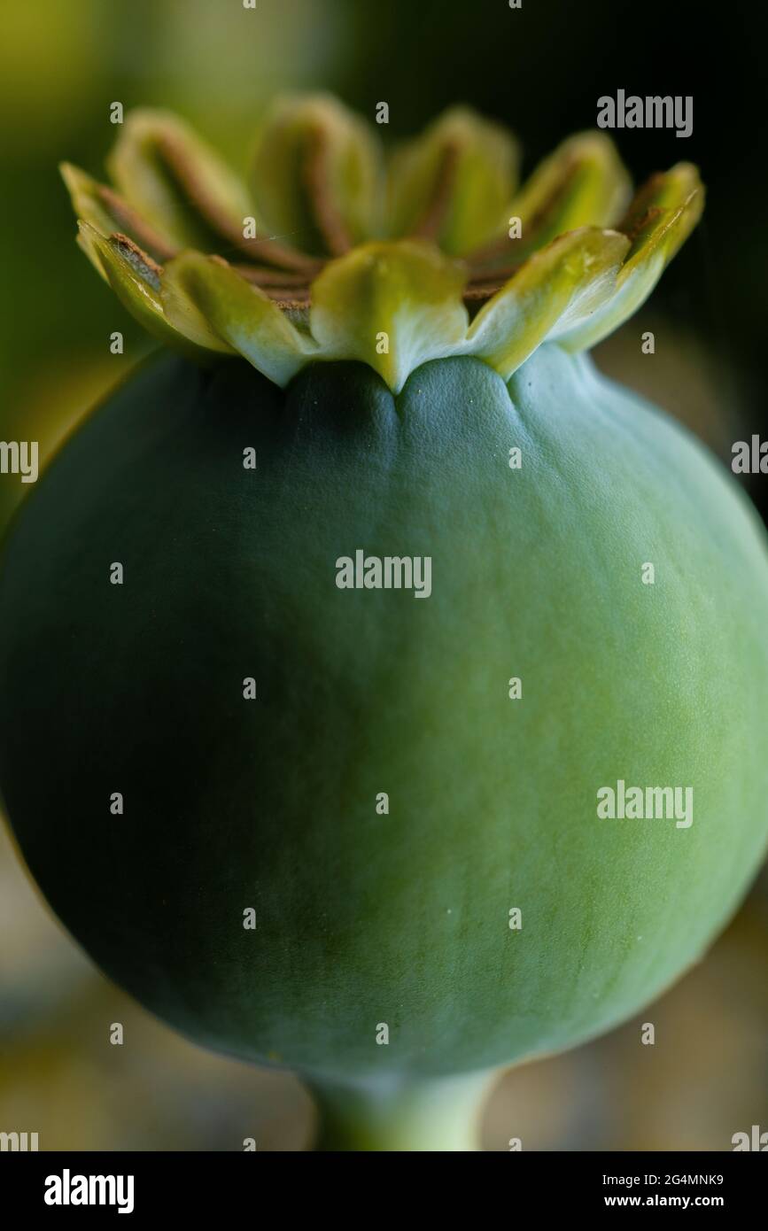 Macro photography, opium, head, agriculture, plant, seed, poppy, food ...