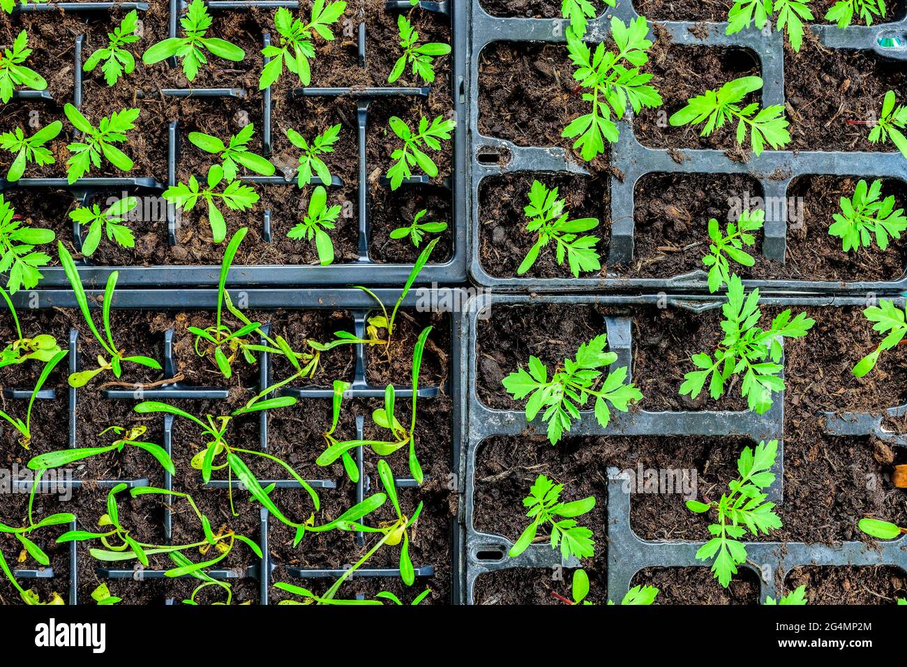 Layout of seed growth Stock Photo - Alamy