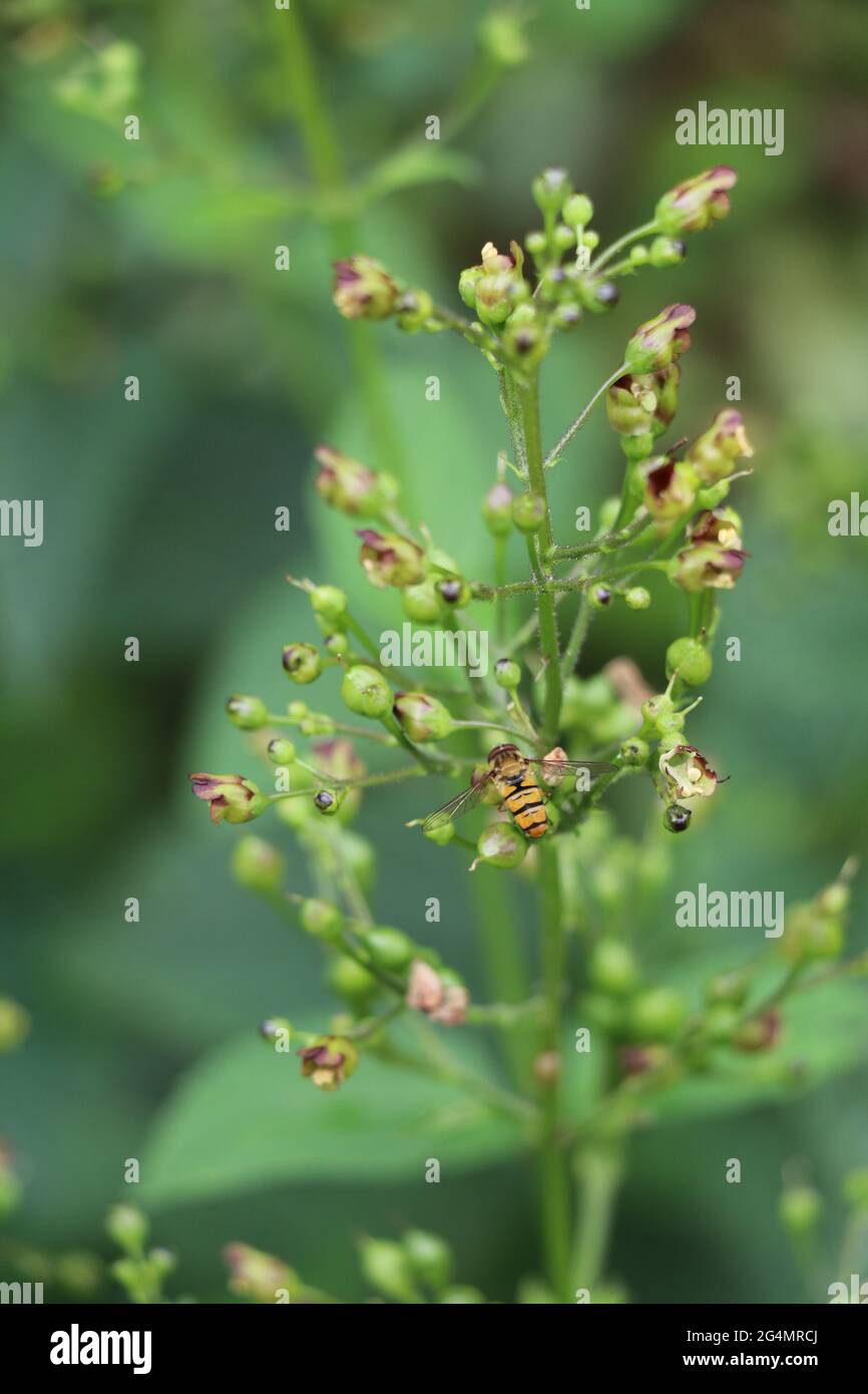 Plant for pollinator hi-res stock photography and images - Alamy