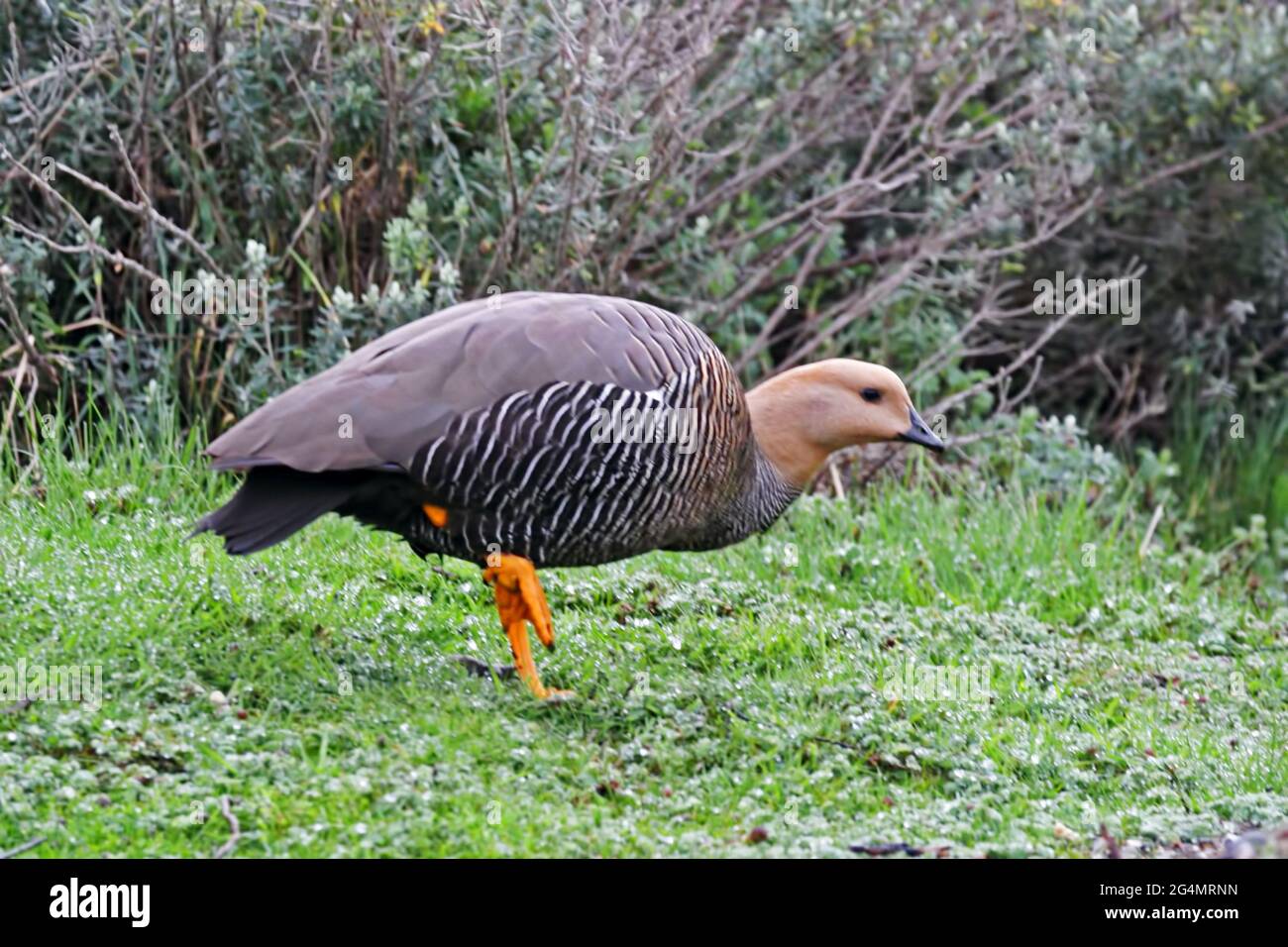 Female upland goose hi-res stock photography and images - Alamy