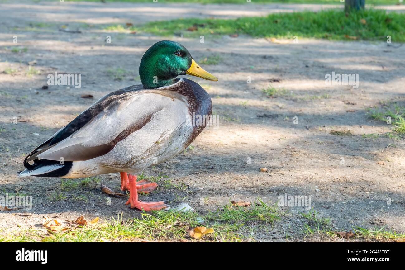 Green head duck walk in outdoor field Stock Photo - Alamy