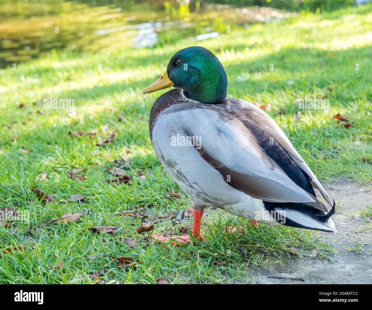 Green head duck walk in outdoor field Stock Photo - Alamy