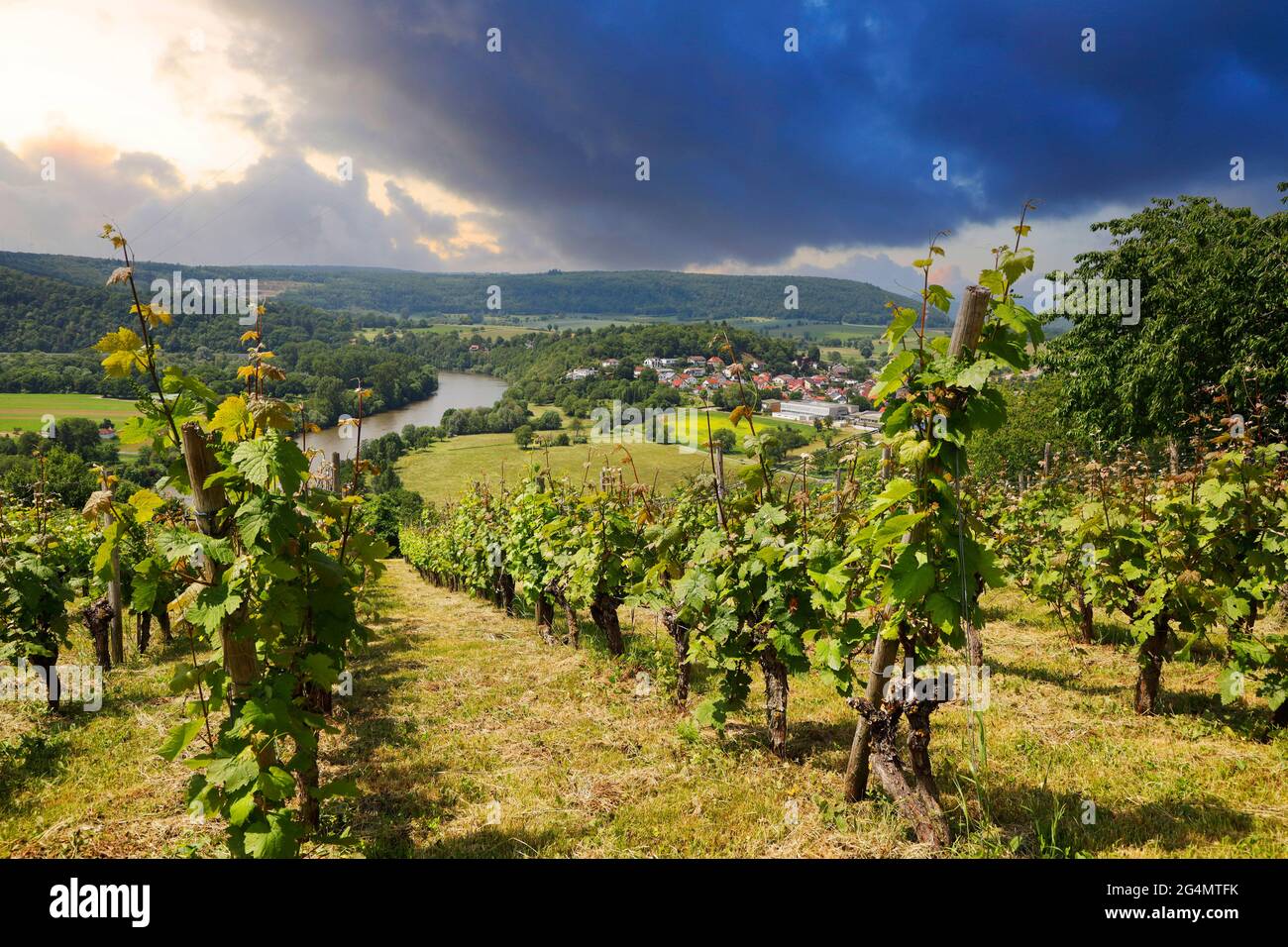 The Neckar Valley, View from the Michelsberg, Gundelsheim, Baden ...