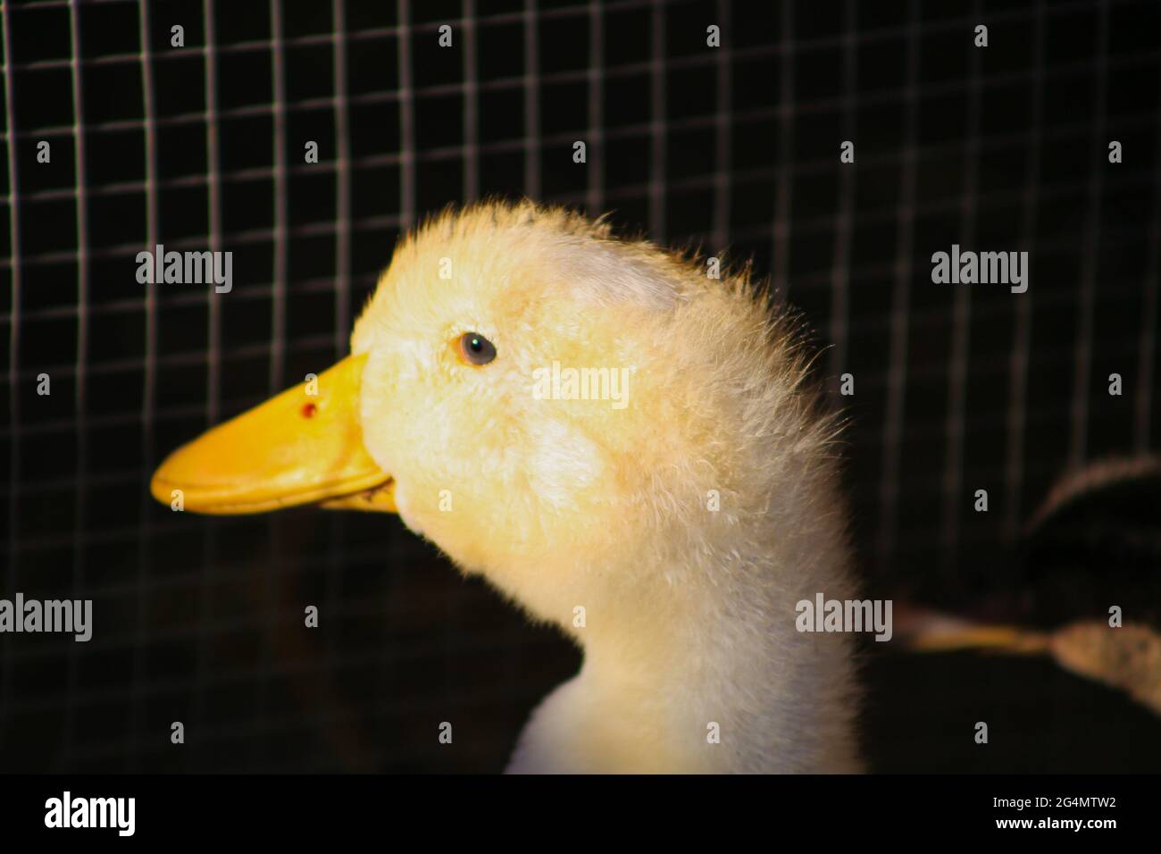 A close up of a duckling's face Stock Photo - Alamy