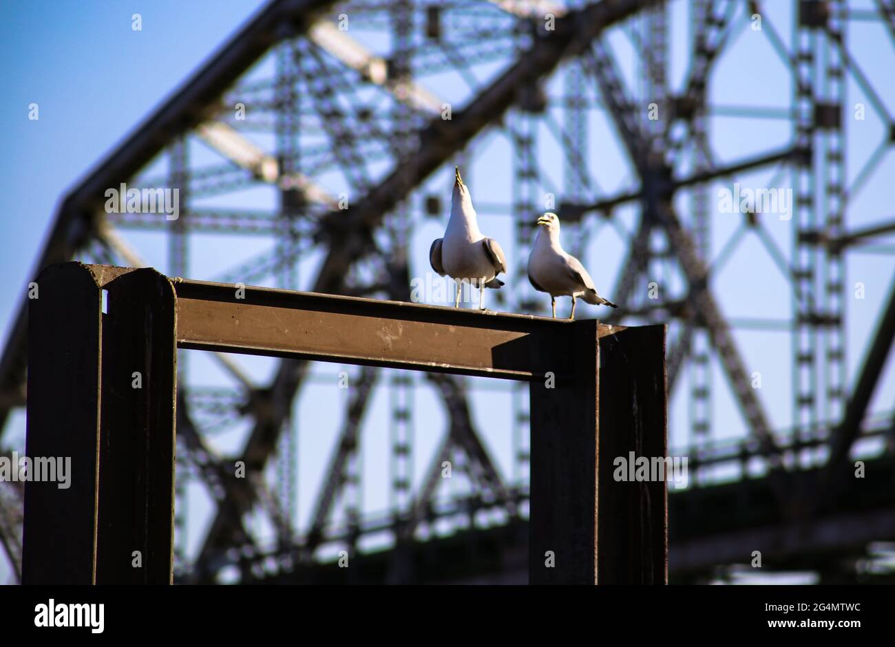 Gull perch hi-res stock photography and images - Alamy