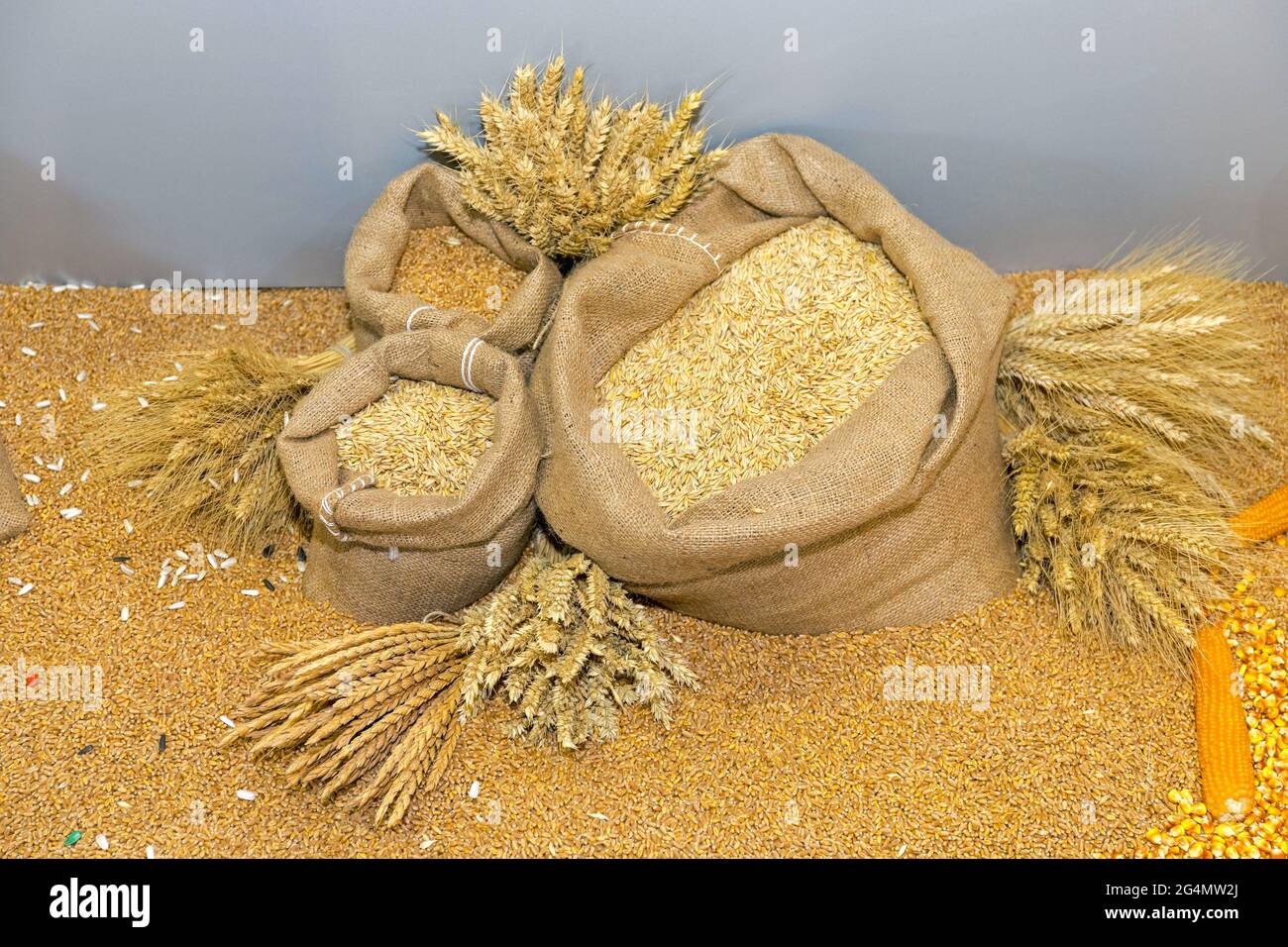 Wheat grains in sacks hi-res stock photography and images - Alamy