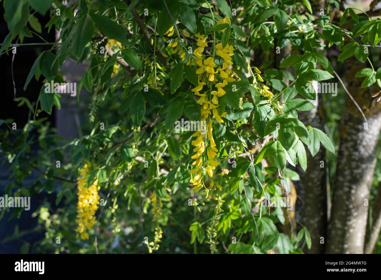 Hanging raceme hi-res stock photography and images - Alamy