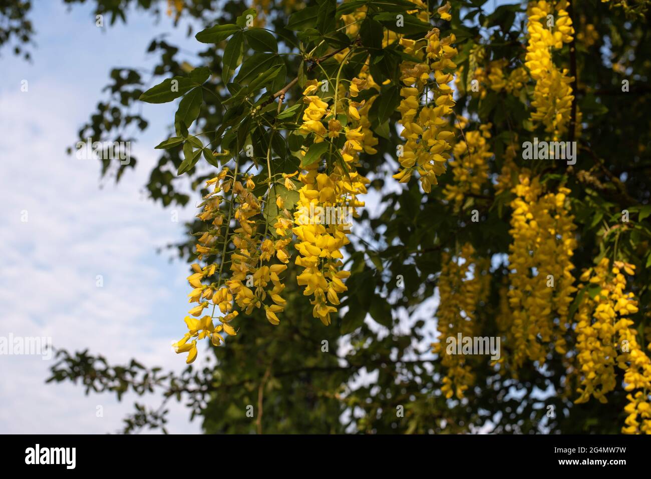 the hanging flowers of a golden chain tree in morning sunlight Stock ...