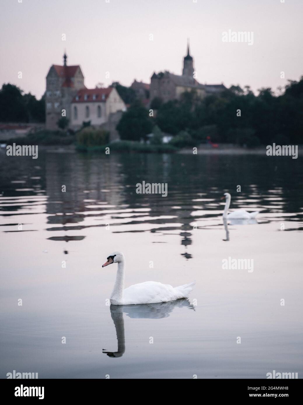 A beautiful view of a graceful swan floating in the lake Stock Photo ...