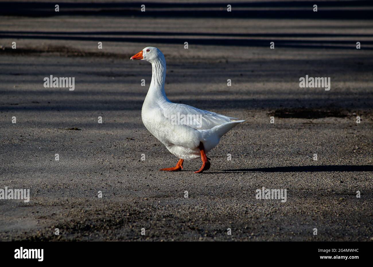 Close up portrait white goose hi-res stock photography and images - Alamy