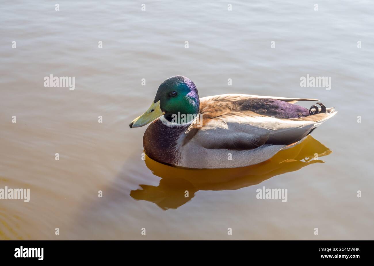 Green head duck walk in outdoor field Stock Photo - Alamy