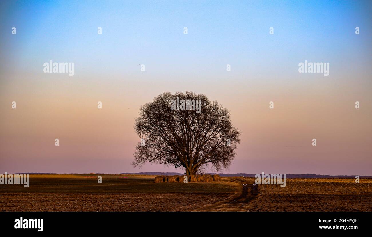 Lone oak tree on horizon hi-res stock photography and images - Alamy