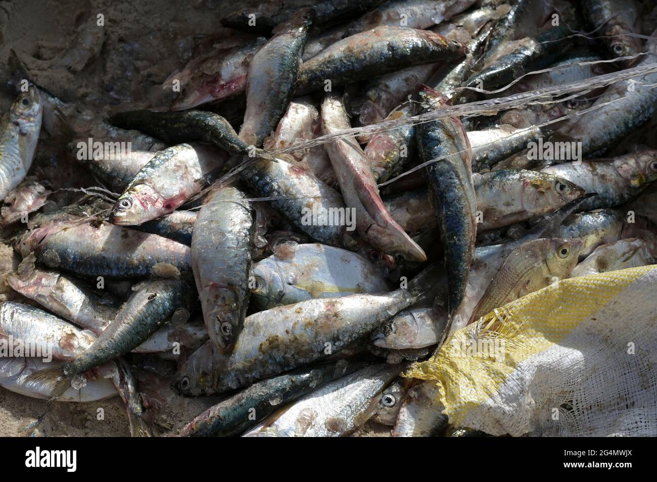 MAURITANIA, Nouakchott, atlantic ocean, fishing harbour, coast ...