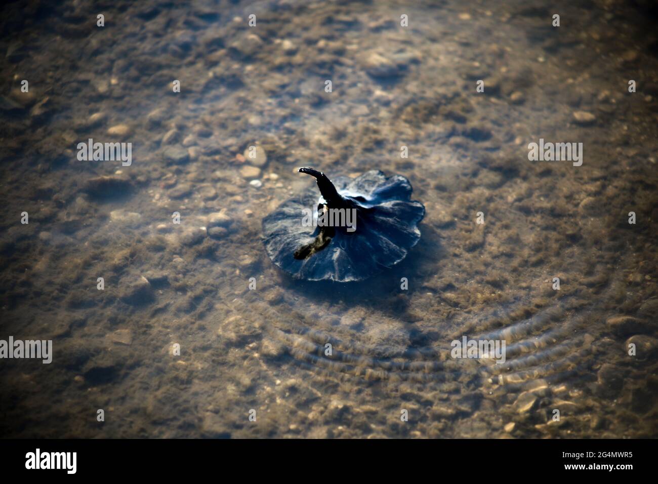 A plant pod floating in the water Stock Photo - Alamy