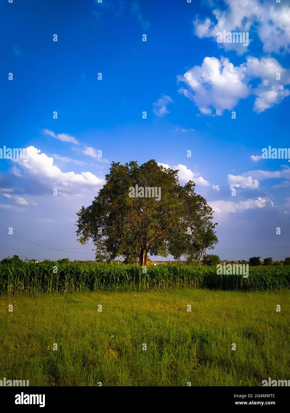 A vertical shot of a lonely tree with blue sky in the background Stock ...