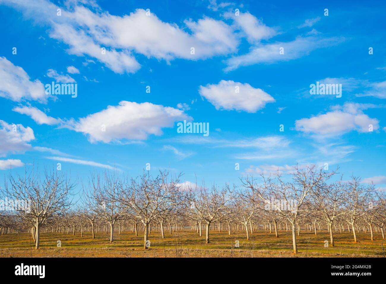 Cultivos frutales hi-res stock photography and images - Alamy