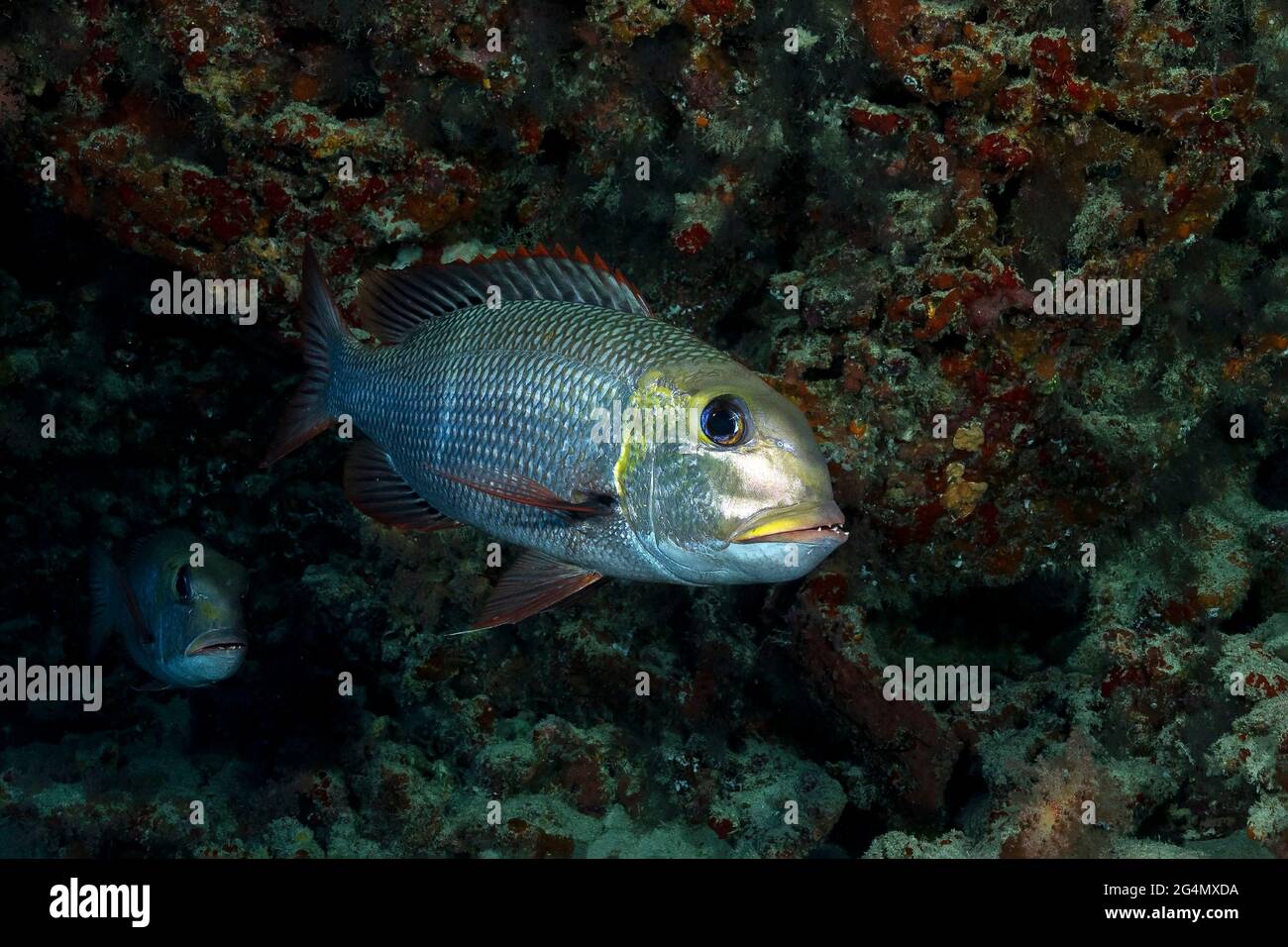 Humpnose big-eye bream, Monotaxis grandoculis, in Maldives Stock Photo ...