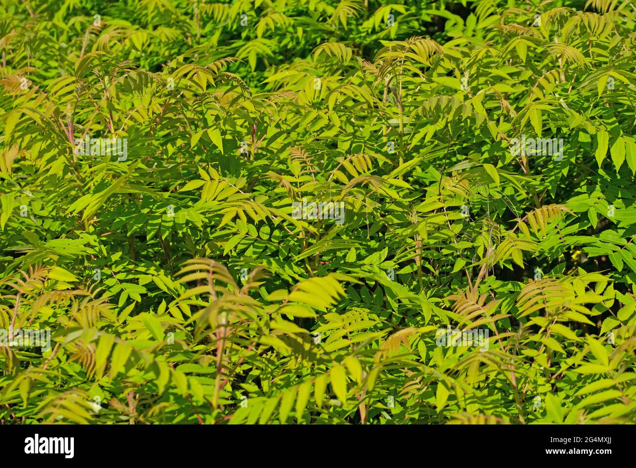 Vinegar tree leaves hi-res stock photography and images - Alamy