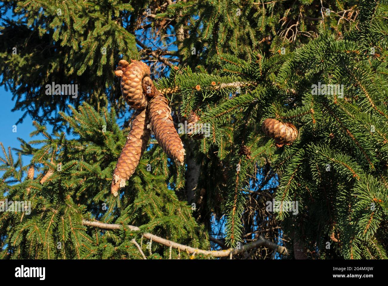 Ripe spruce cones on the tree Stock Photo - Alamy