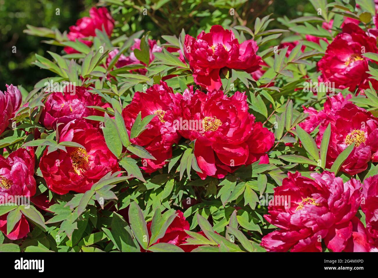 Garden red peonies hi-res stock photography and images - Alamy
