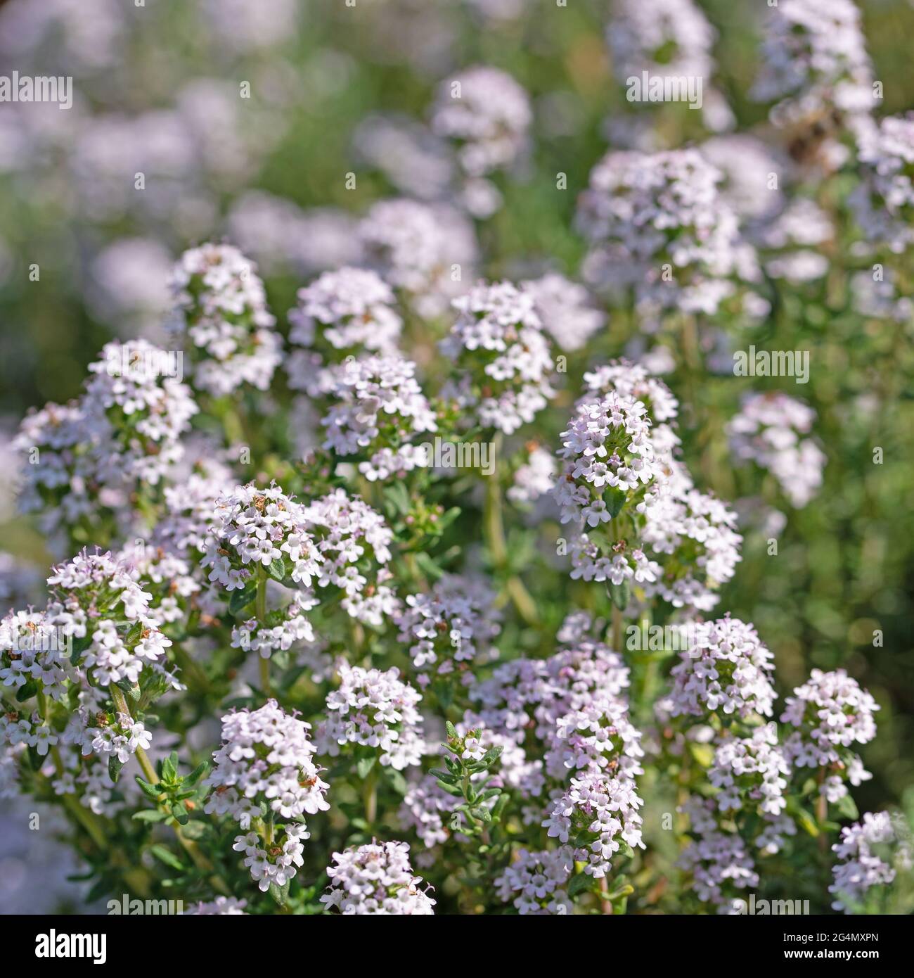 Real thyme thymus vulgaris hi-res stock photography and images - Alamy