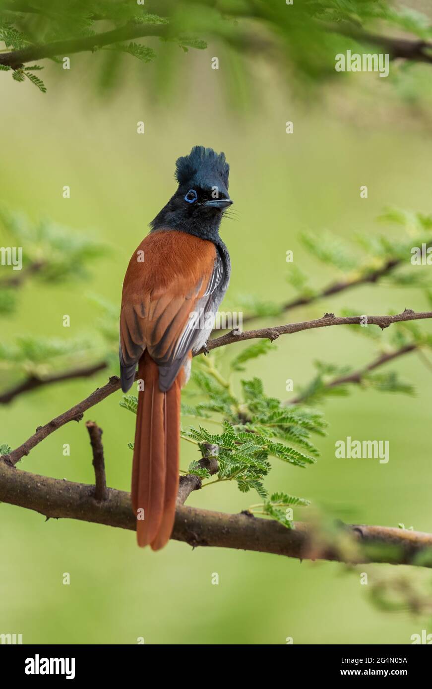 African Paradise-flycatcher - Terpsiphone viridis, beautiful long ...