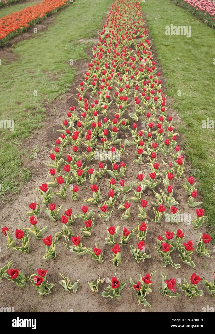 Greenhouse shopping. tulips in garden. Amazing tulips field in Holland ...