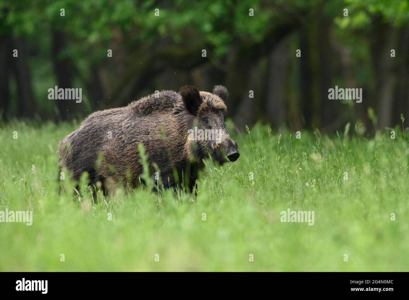 Large male Wild boar with tusk on a forest field Stock Photo - Alamy