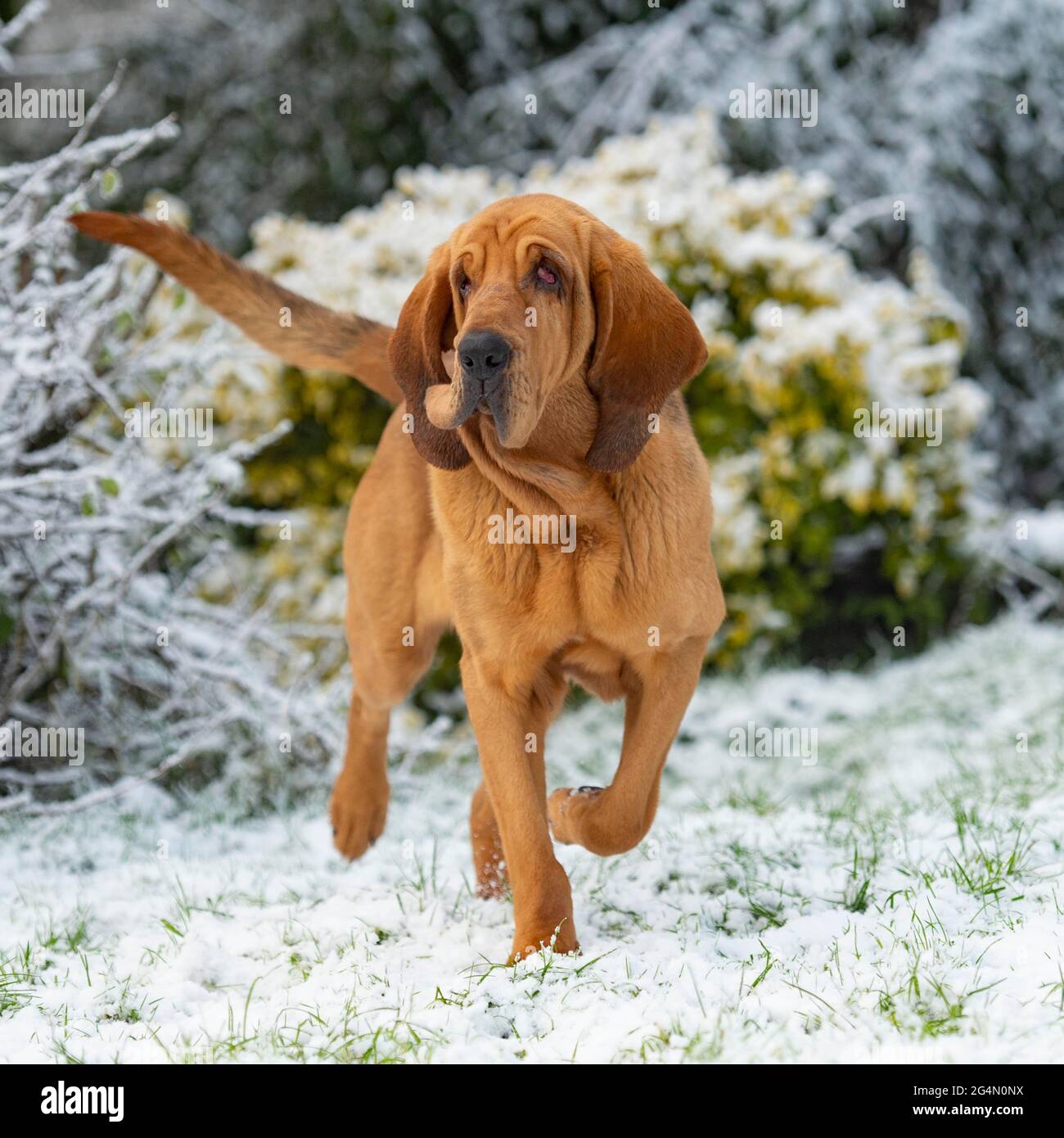 Bloodhound full body hi-res stock photography and images - Alamy