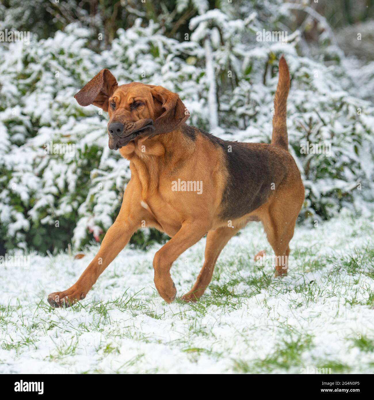 Bloodhound running hi-res stock photography and images - Alamy