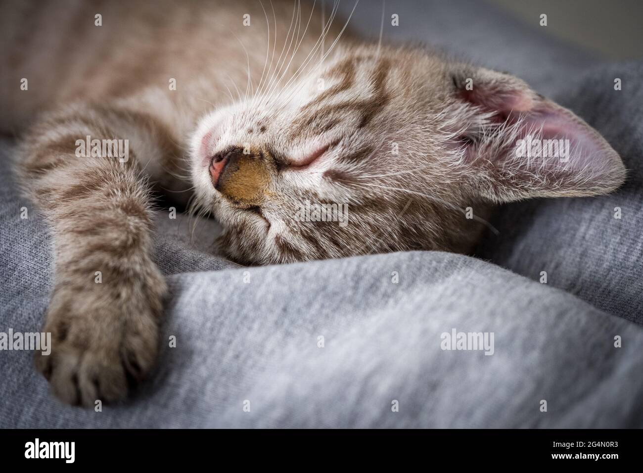 Sleeping tabby cat hi-res stock photography and images - Alamy