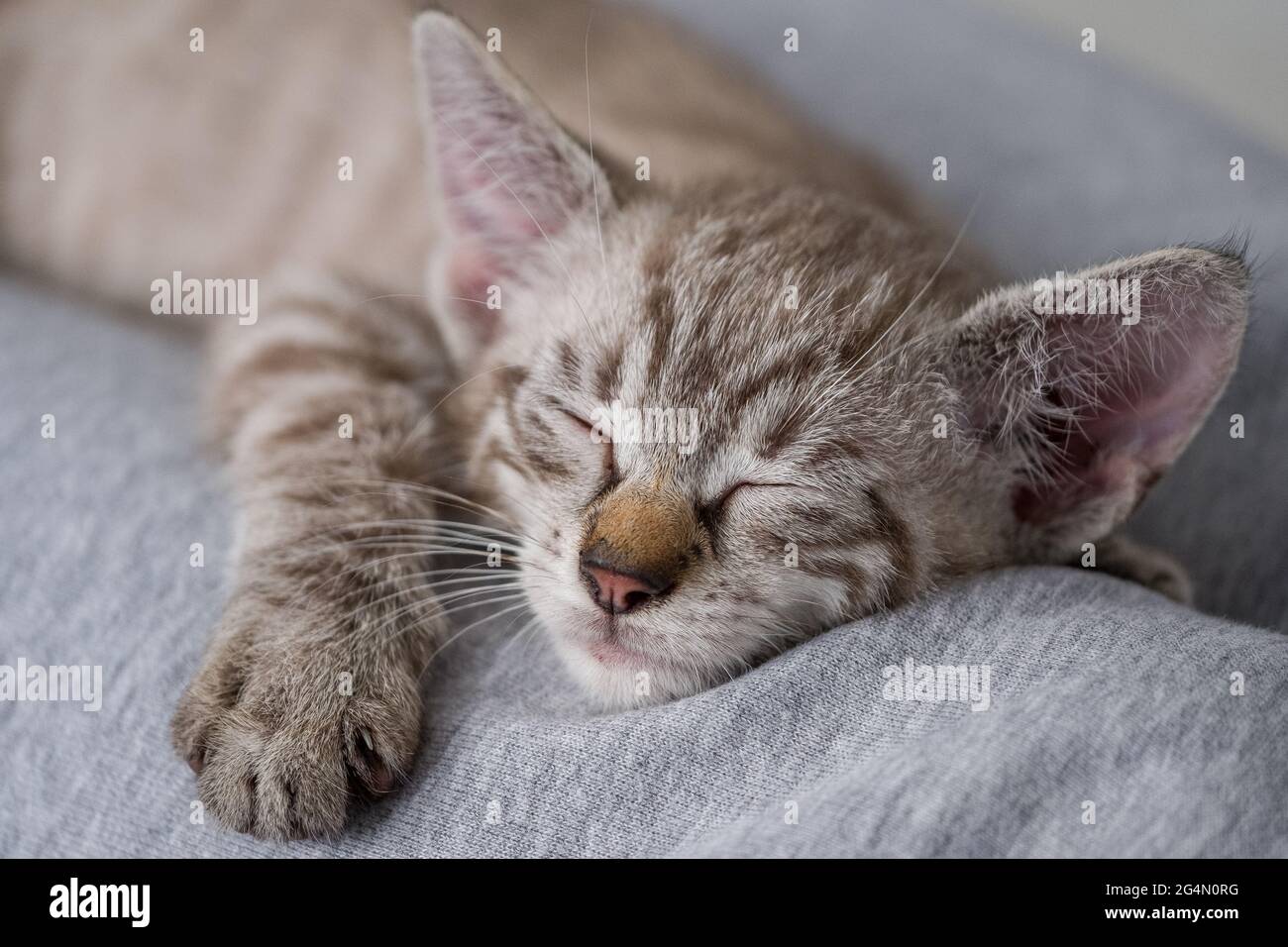 Sleeping tabby cat hi-res stock photography and images - Alamy