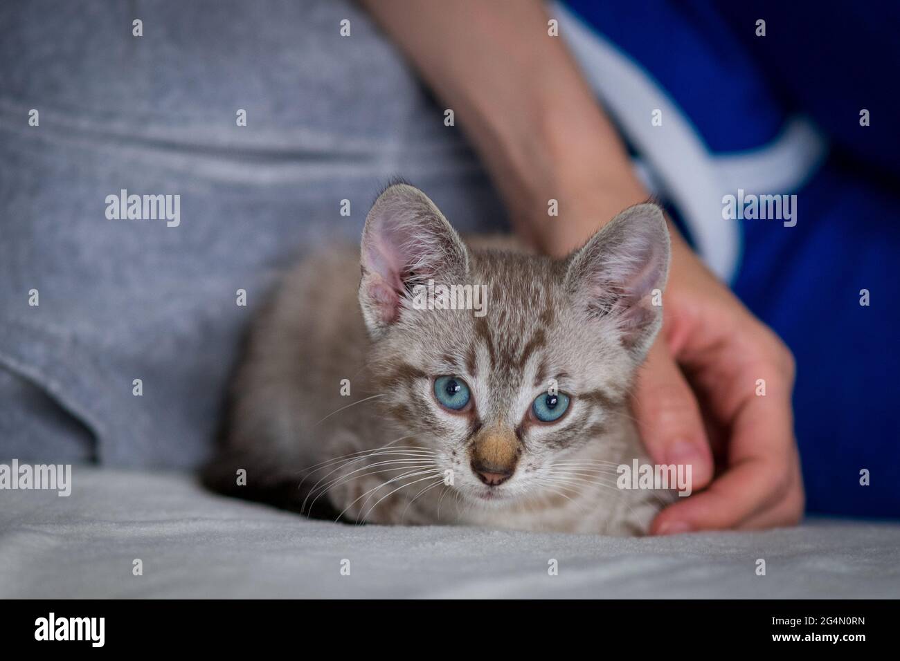 Woman holding kitty Stock Photo - Alamy