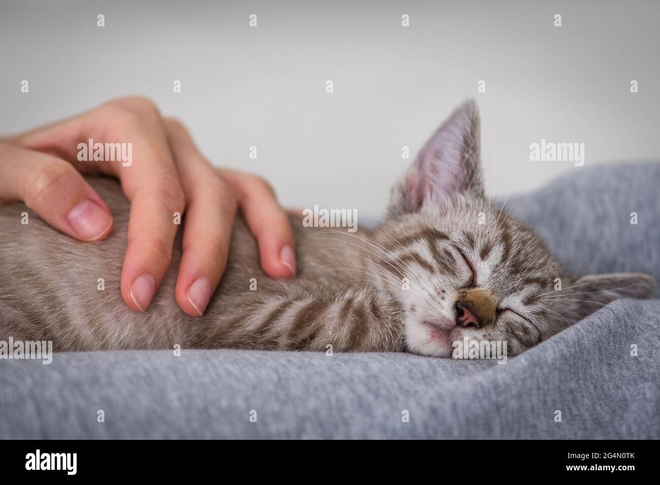 Sleepy kitty love hi-res stock photography and images - Alamy