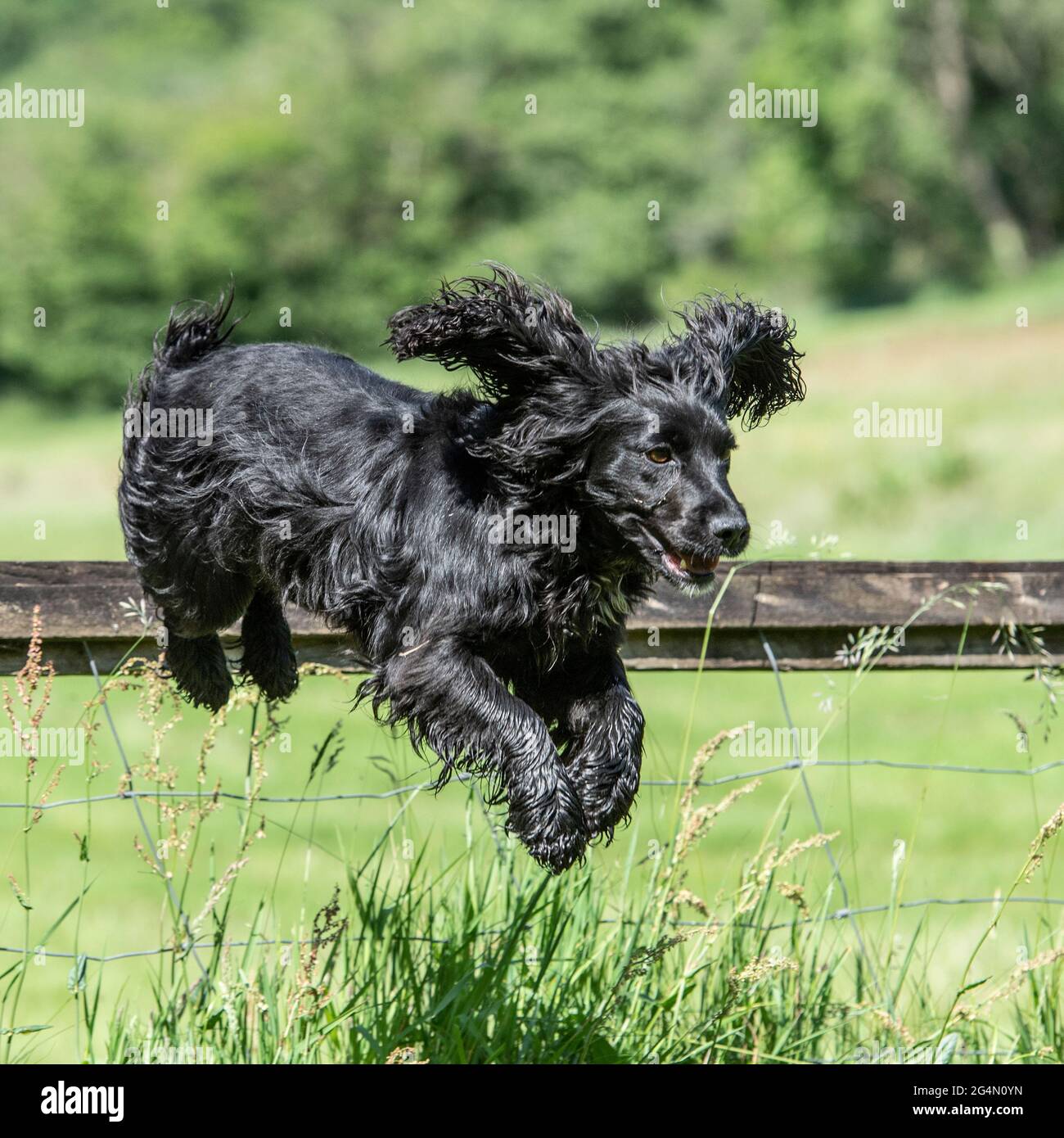 cocker spaniel jumping a fence Stock Photo - Alamy