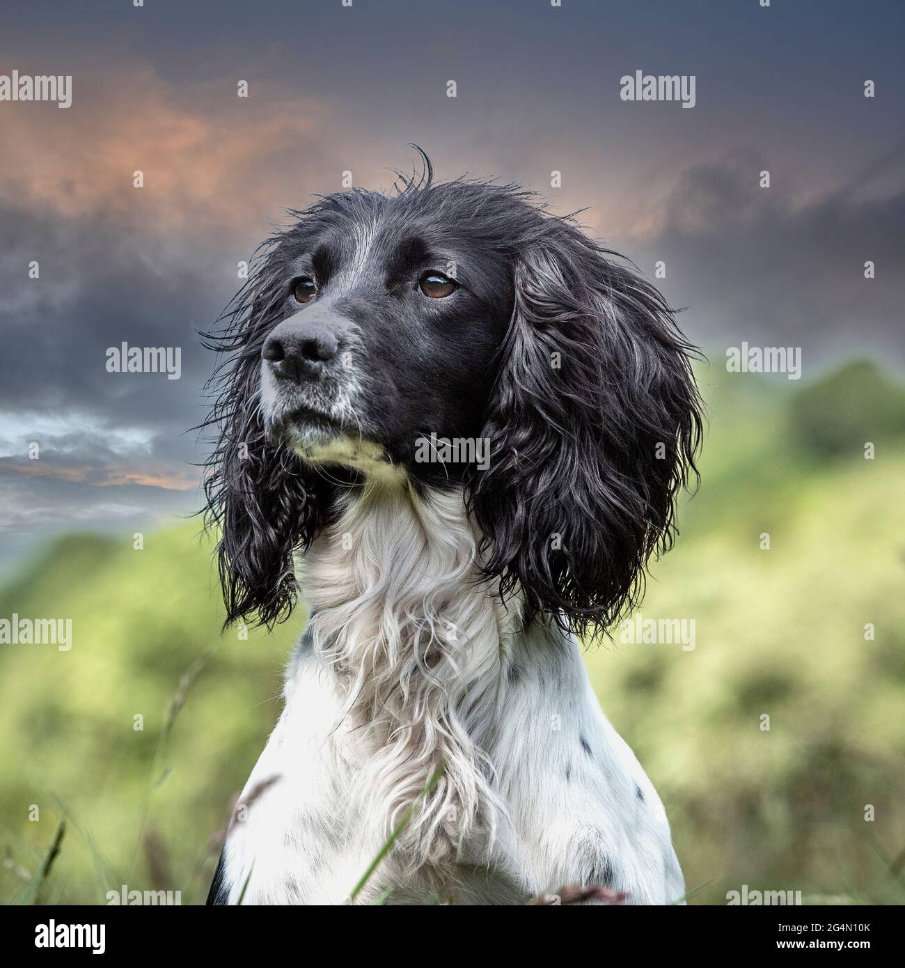 English springer spaniel head hi-res stock photography and images - Alamy