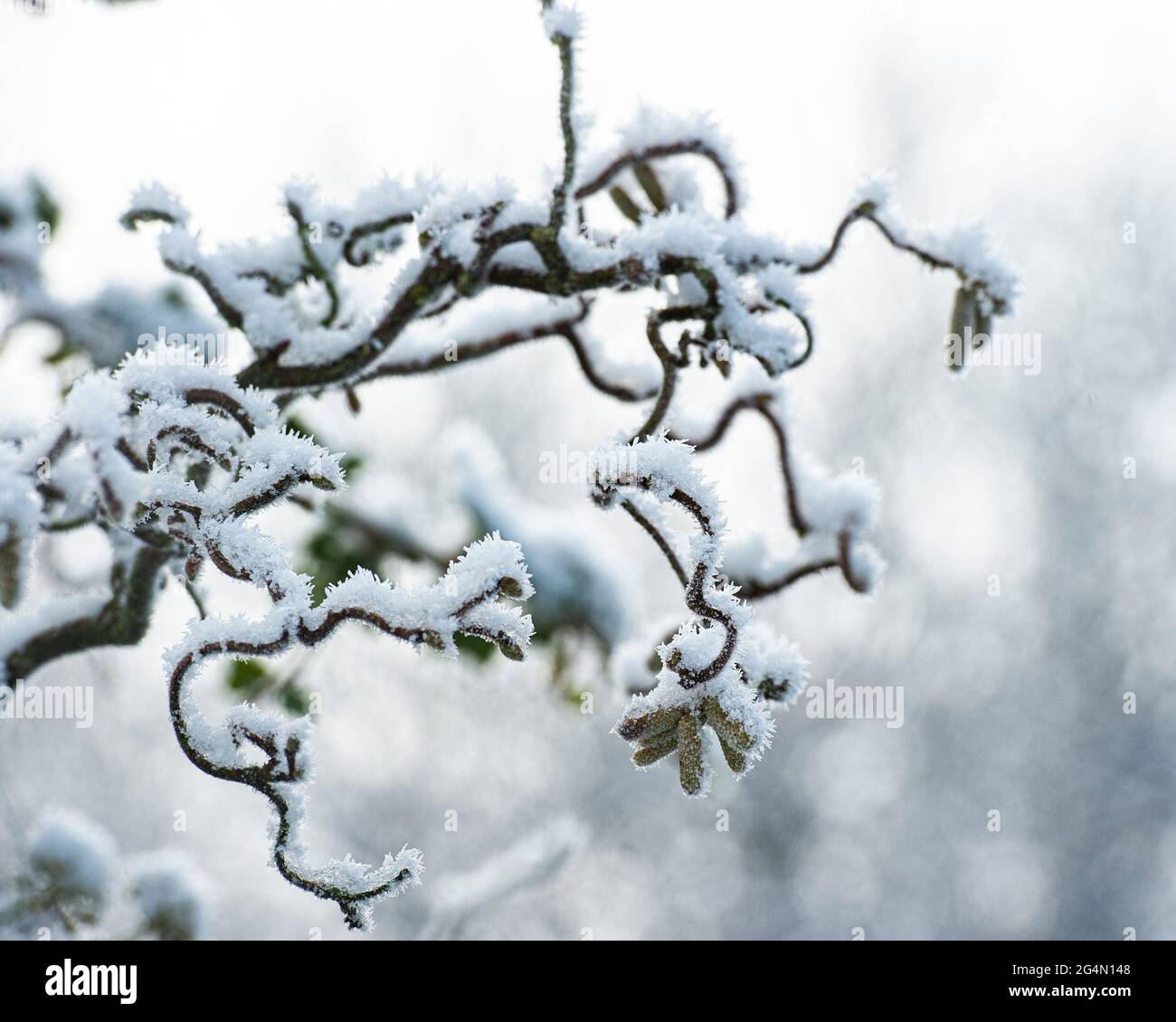 Corylus tree hi-res stock photography and images - Alamy