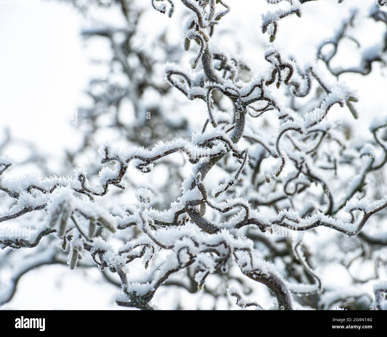 Corylus avellana contorta tree hi-res stock photography and images - Alamy