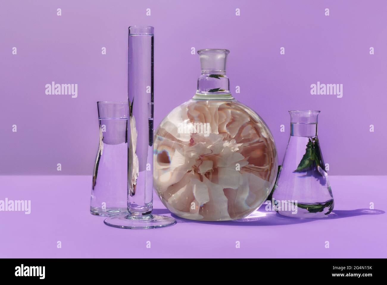 Glass flasks with peony flower on a purple background. Laboratory ...