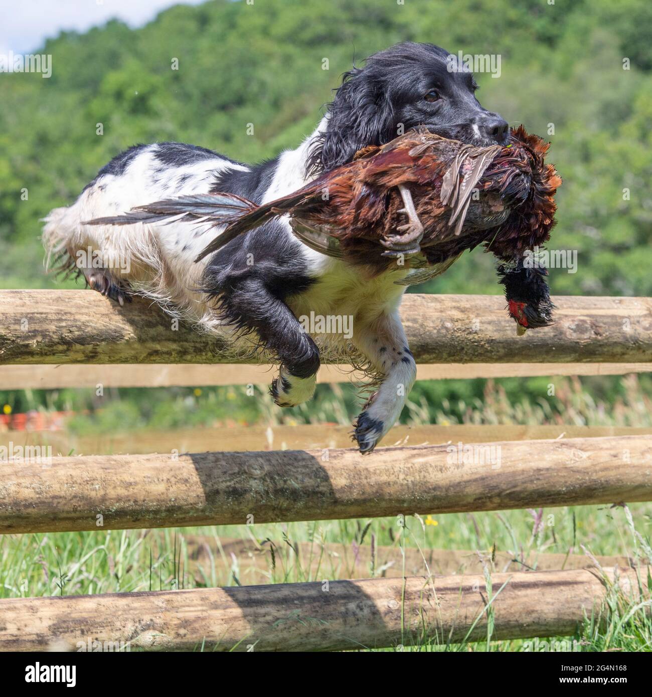 Springer leaping hi-res stock photography and images - Alamy
